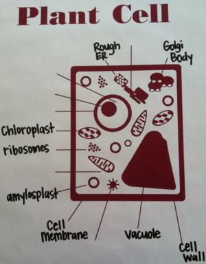 Understanding the Plant Cell: 3 Engaging Activities